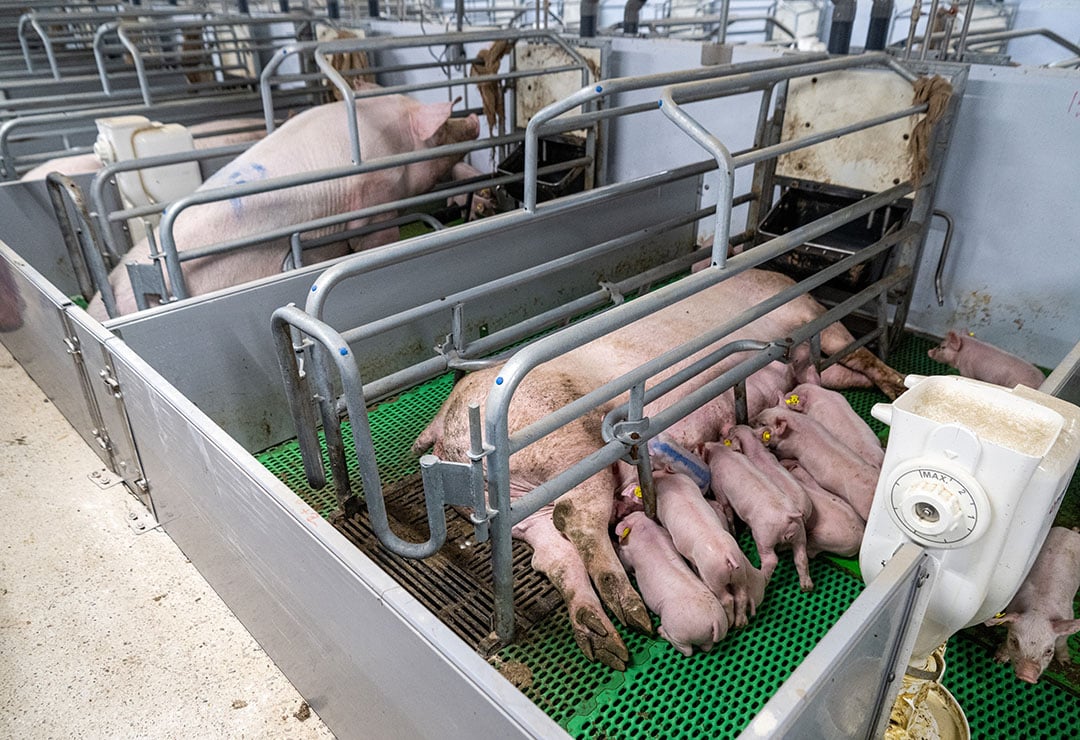 Een frisse stal en zware biggen met dagontmesting - Boerderij