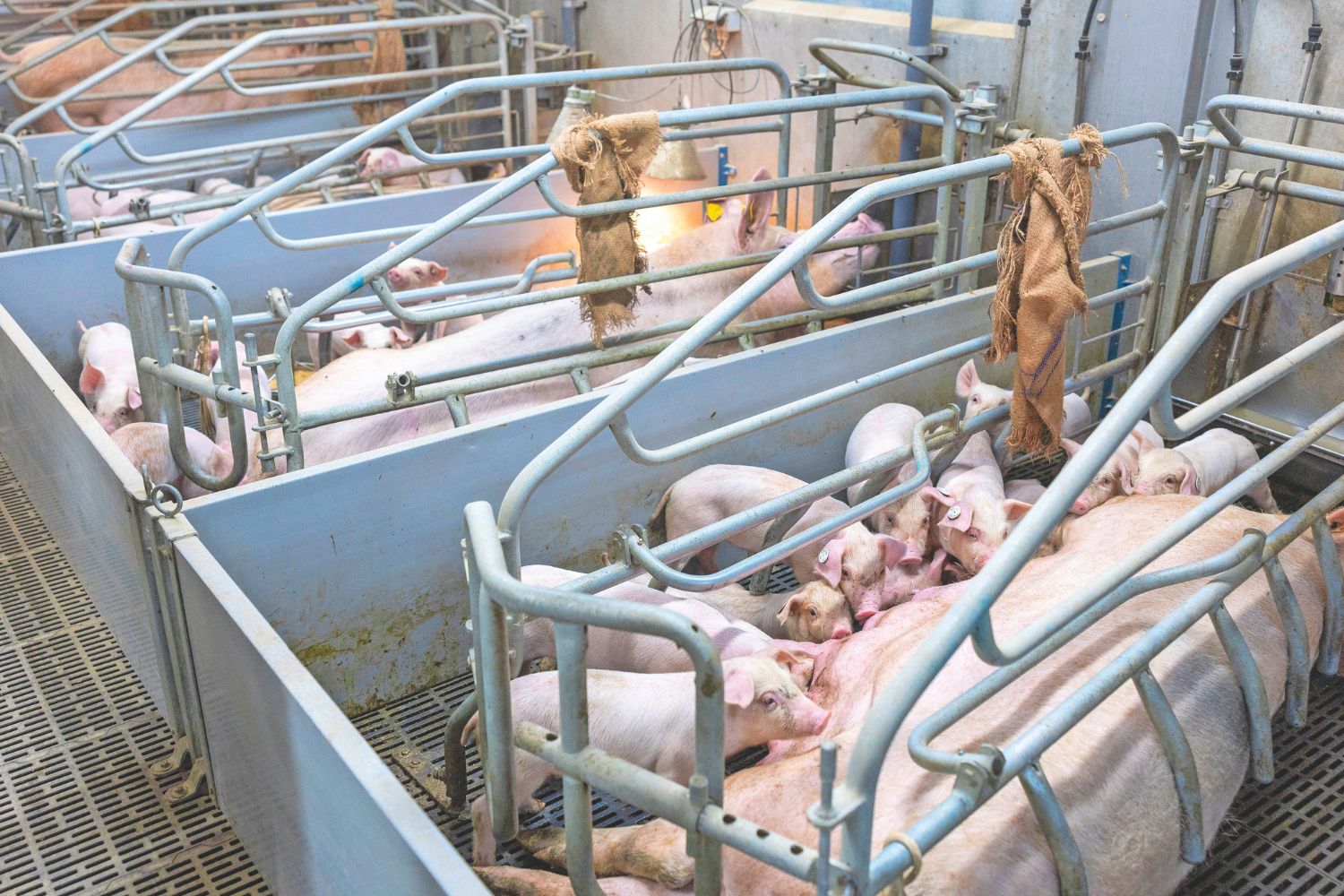 Volle bak aan de slag met 6.500 zeugen - Boerderij