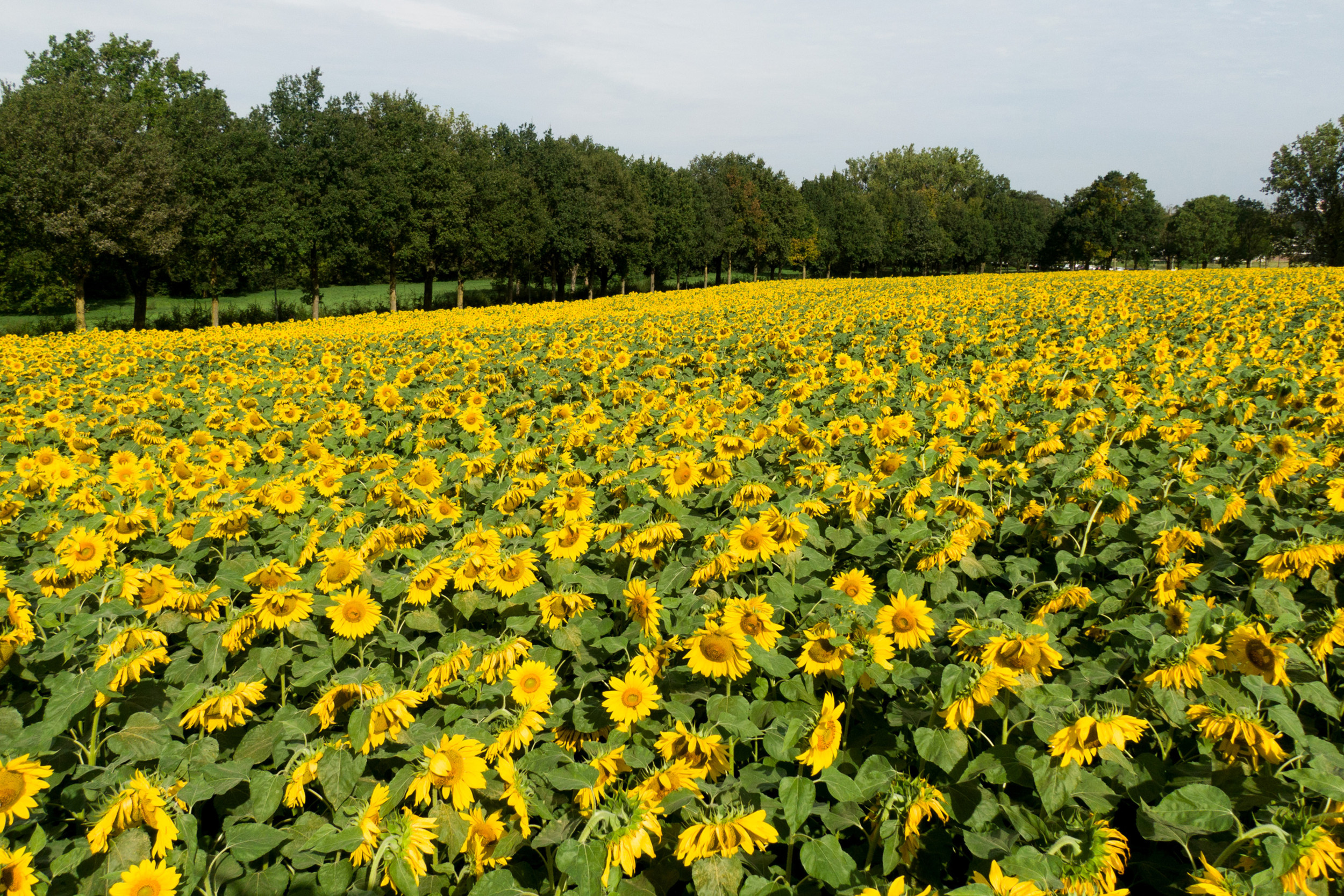 Zonnebloemen: uitdaging zit vooral in afzet - Boerderij
