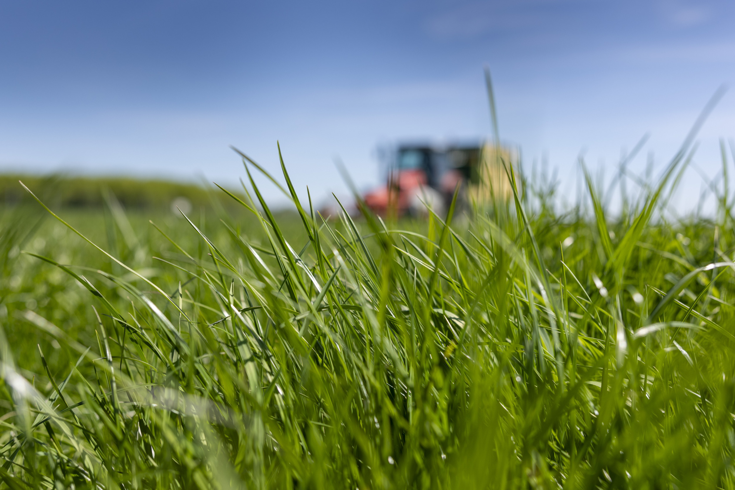 ‘Gras, het groene goud?’ - Boerderij