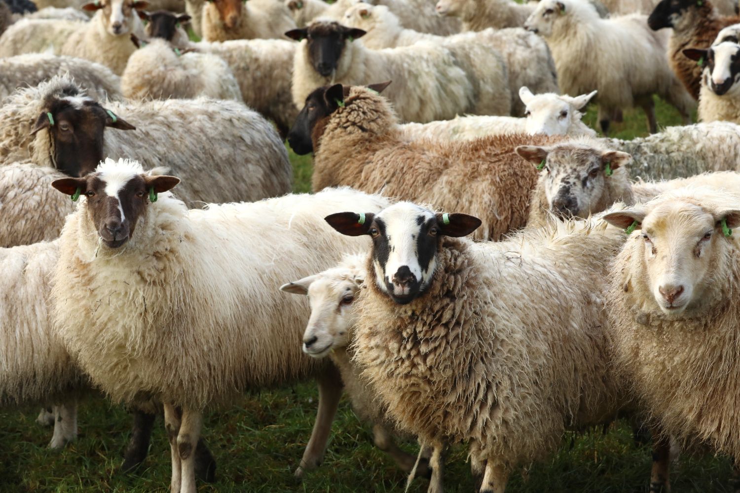 Rendement schapensector zeer klein - Boerderij