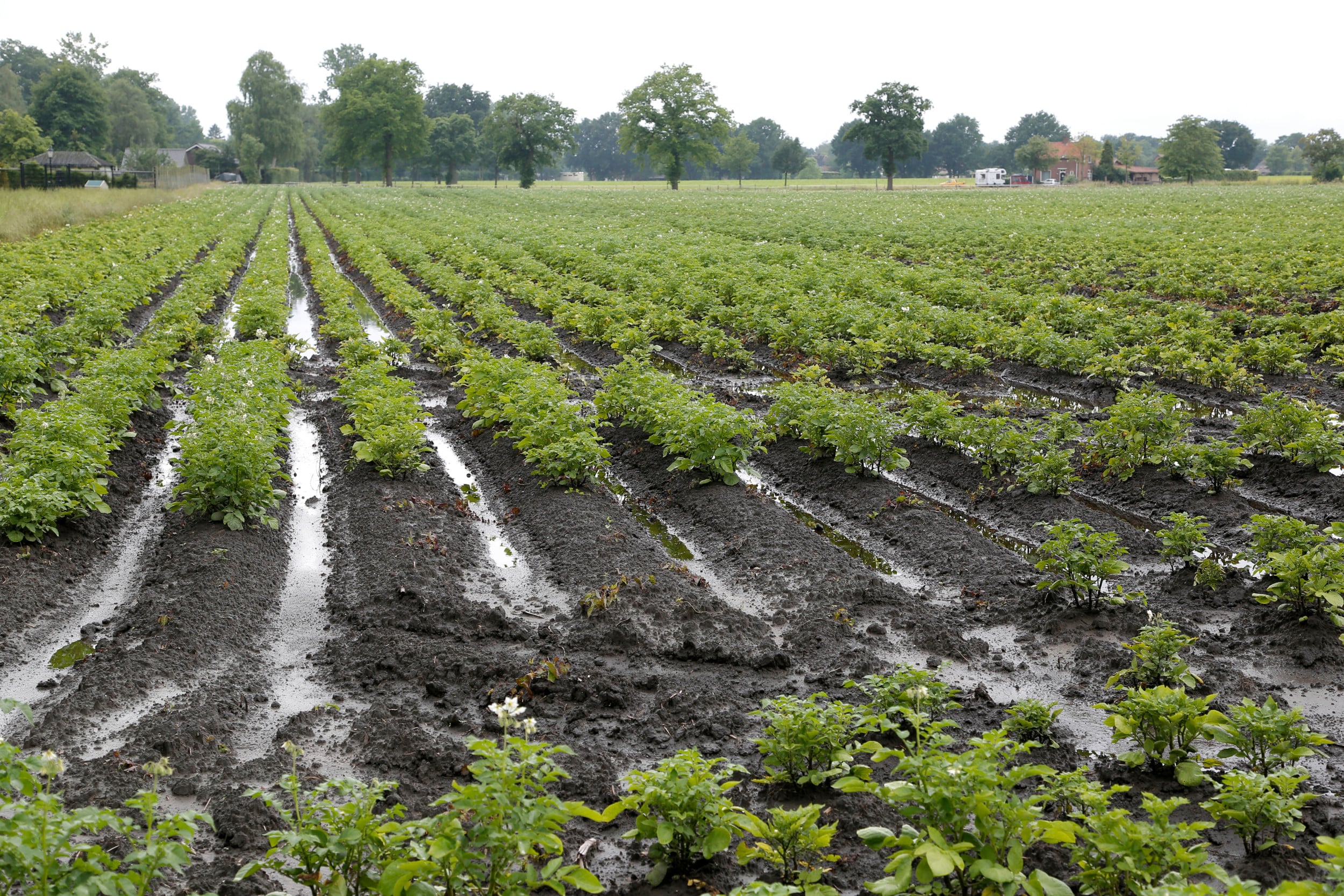 Waterschap Limburg dreigt met boetes voor sleuven op akkers - Boerderij