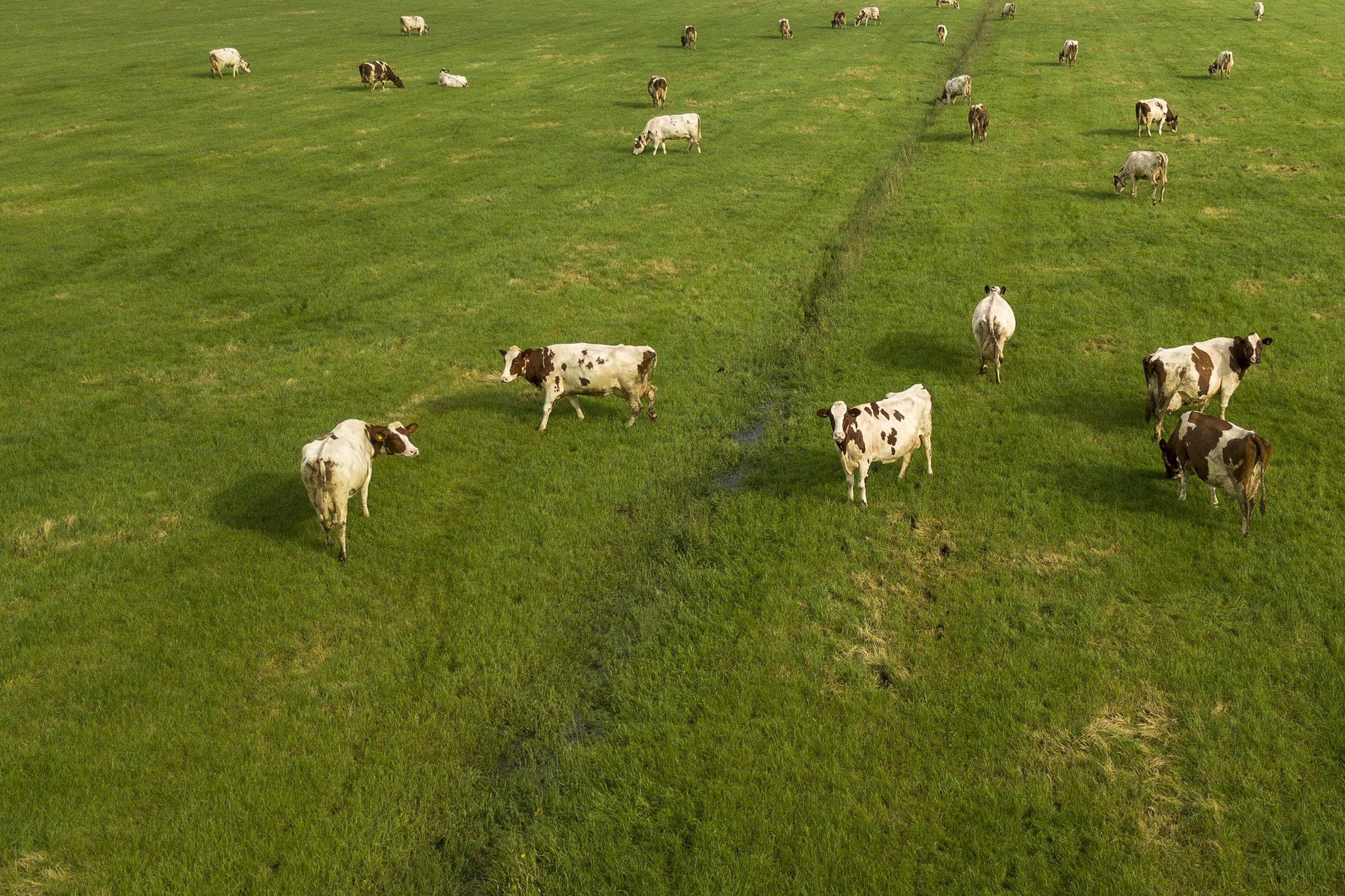 Cono onderzoekt nieuwe weidegangnorm voor veehouder met automatisch ...