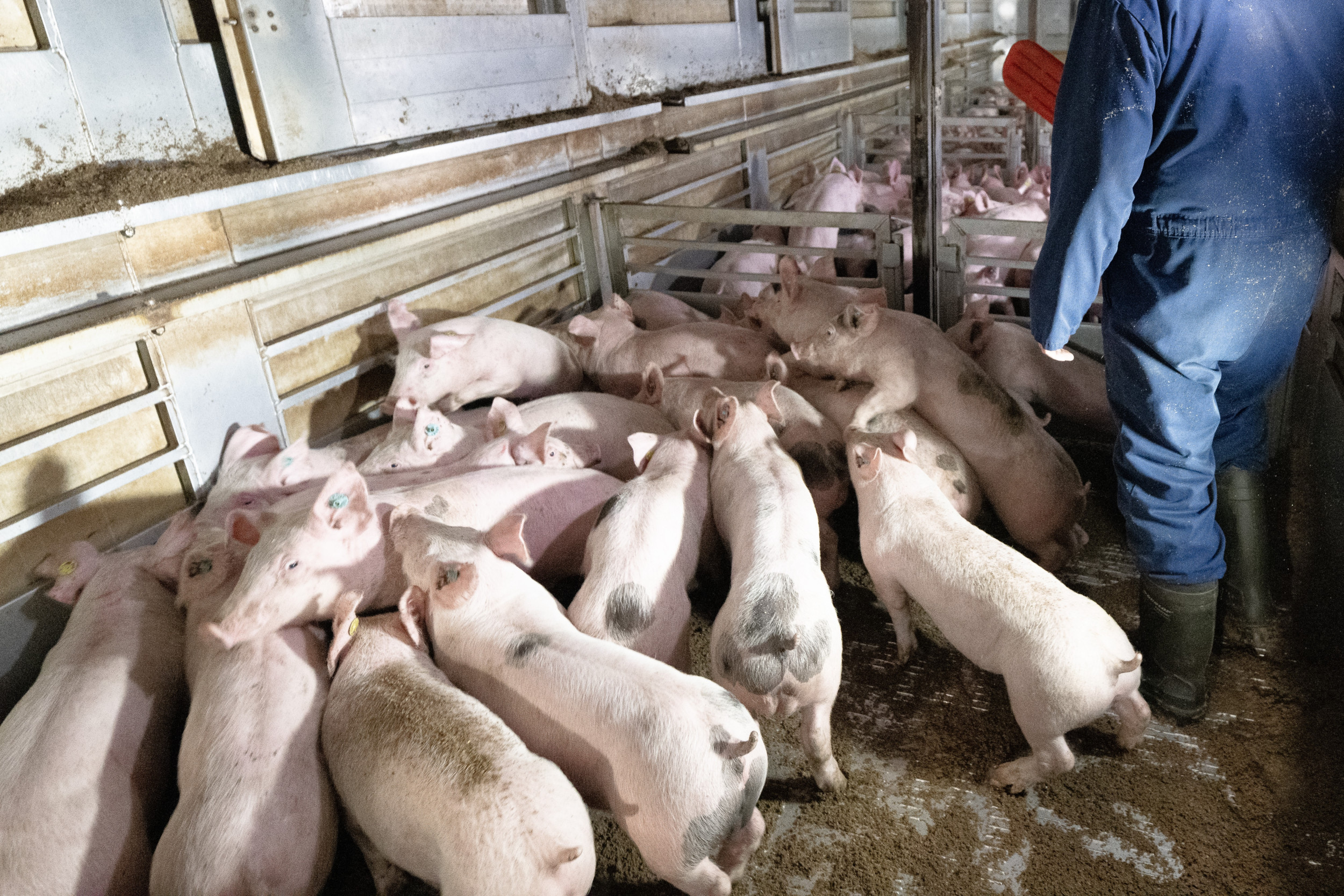 Toeslag op biggenprijs plust, maar neemt geen vlucht - Boerderij