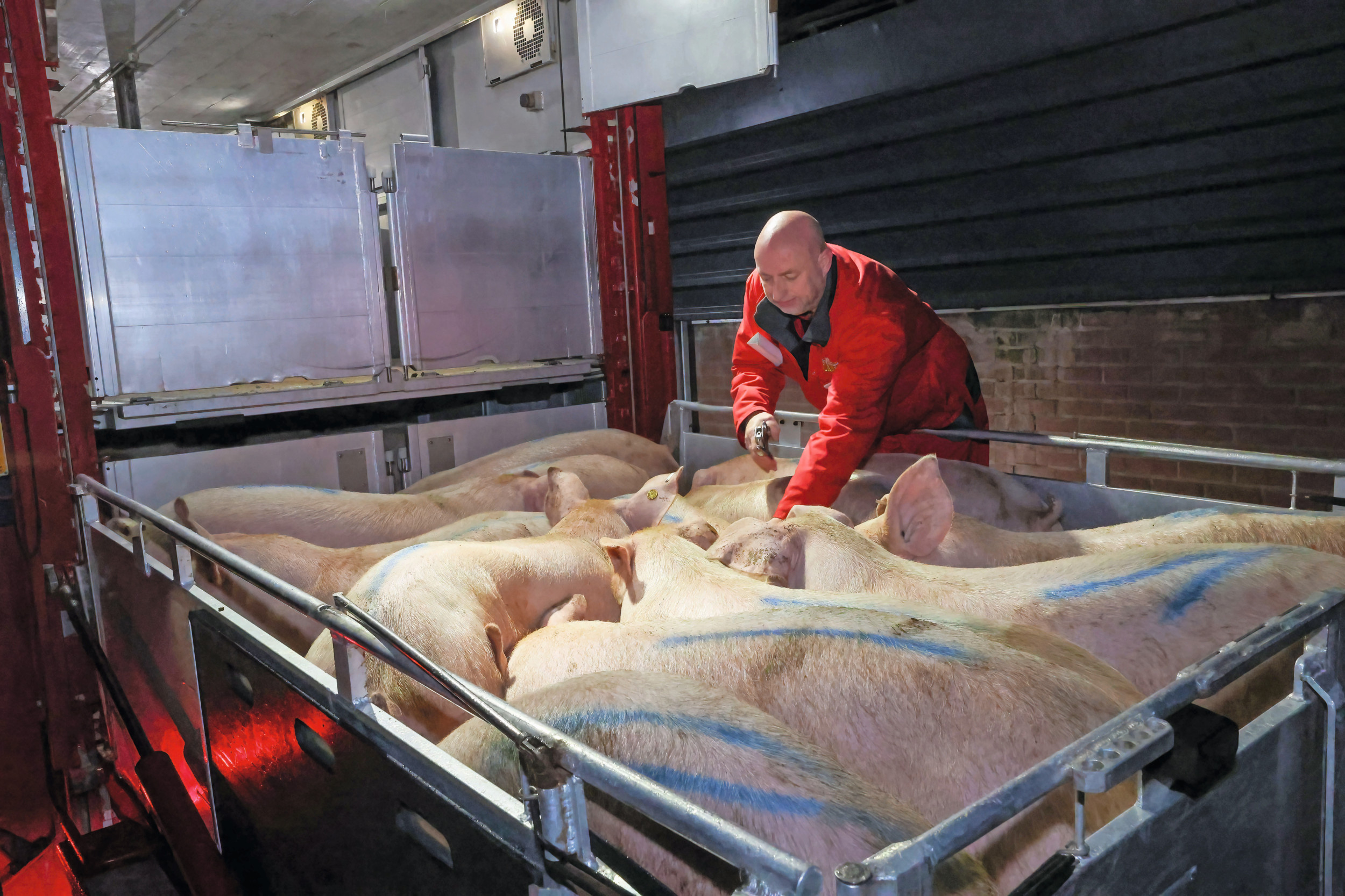 Veilig en vlot varkens laden en lossen voor optimale biosecurity ...