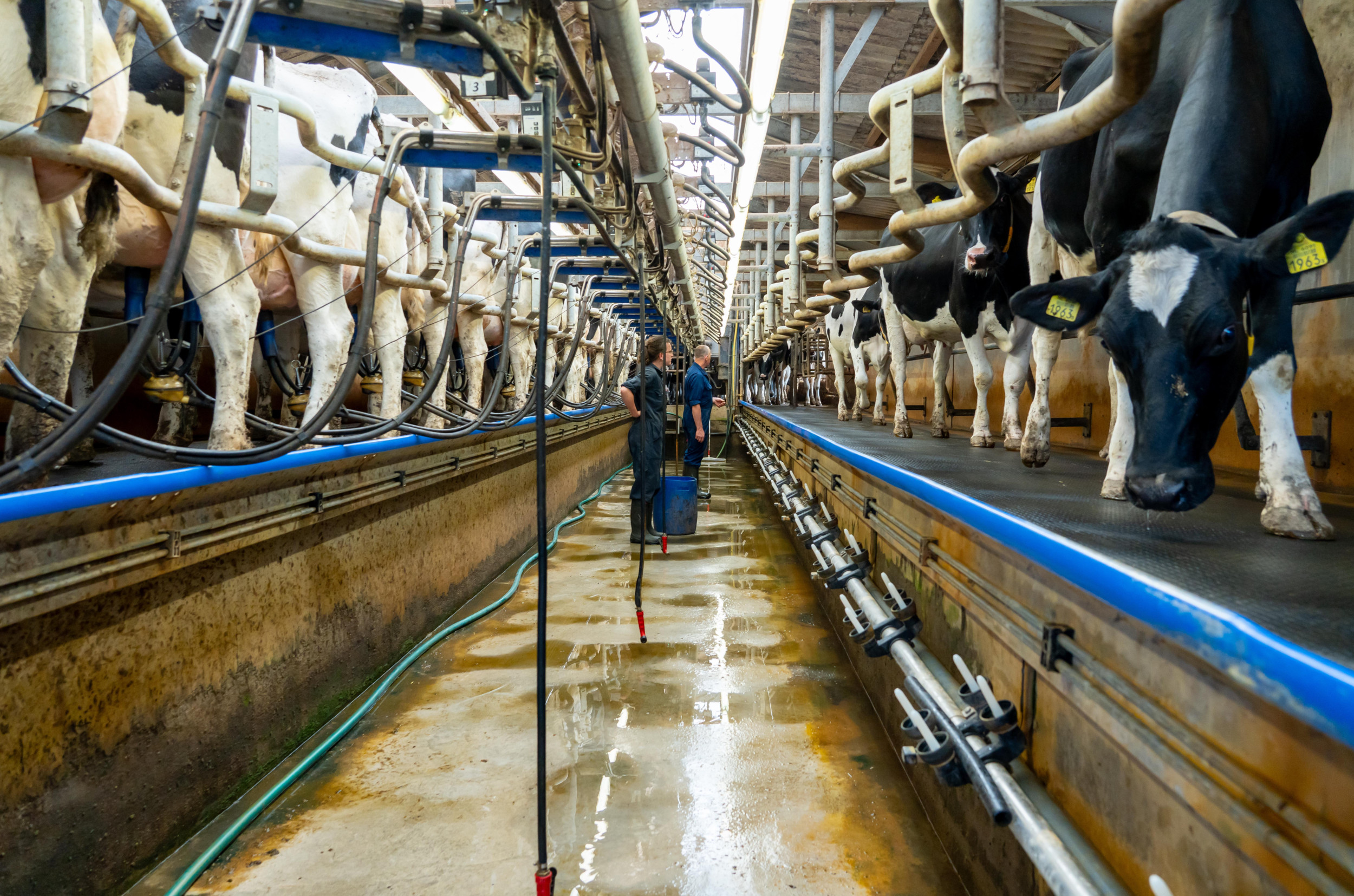 ‘Melkstal moet ook een prettige werkplek zijn’ - Boerderij