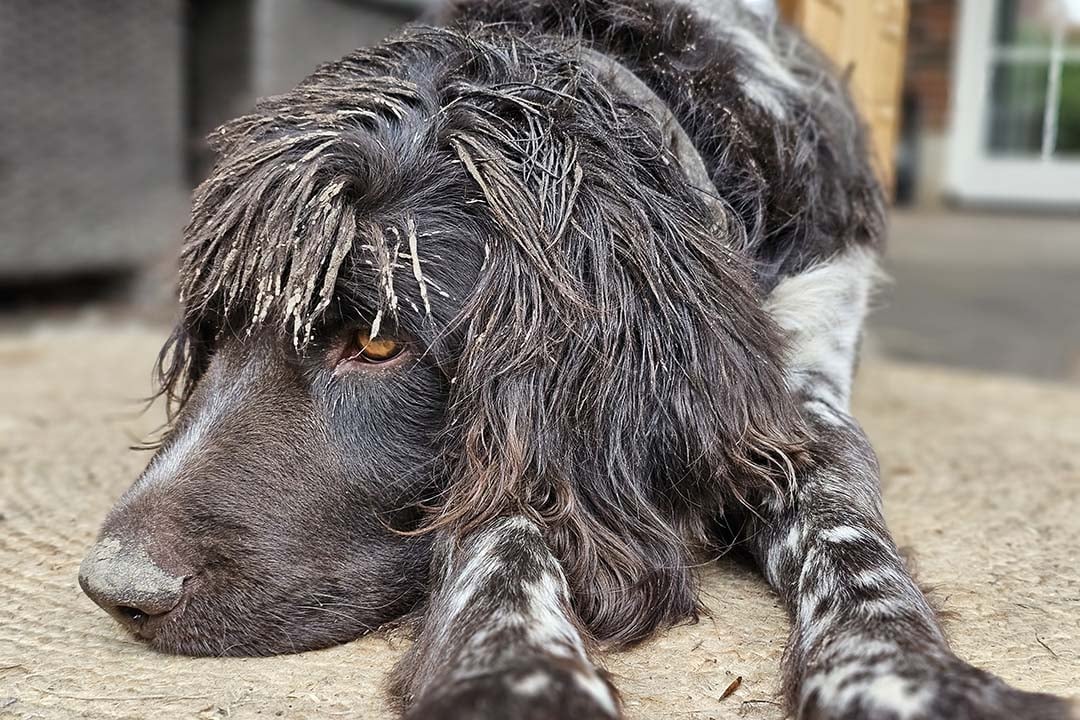 ‘Wraakactie van onze boerderijhond Finn’ - Boerderij