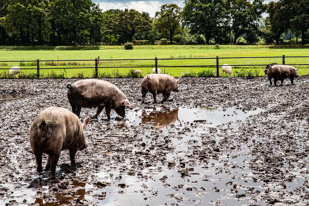 ‘Ook zelfbenoemd dierenridder Dion Graus (PVV) stil over dierenwelzijn ...