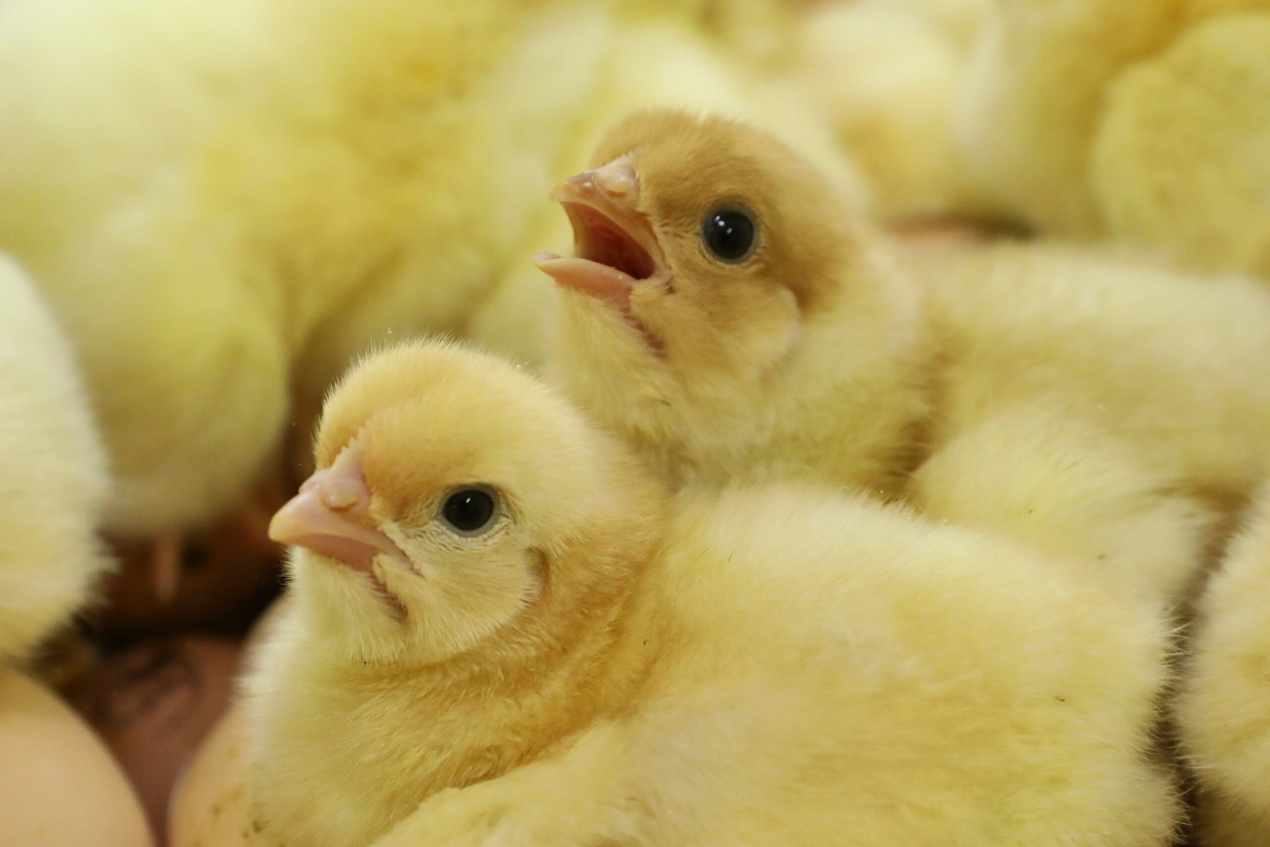 Wat is de impact van in-ovo vaccinatie op uw bedrijfsvoering? - Boerderij