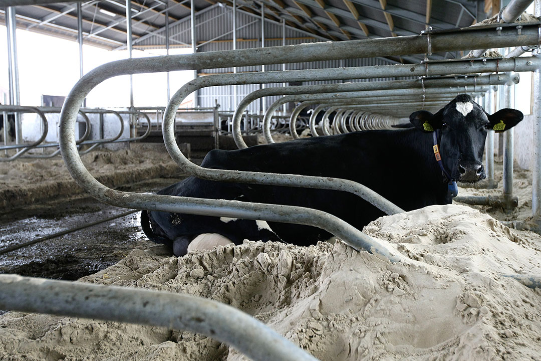 Pens werkt optimaal als koe veel herkauwt - Boerderij