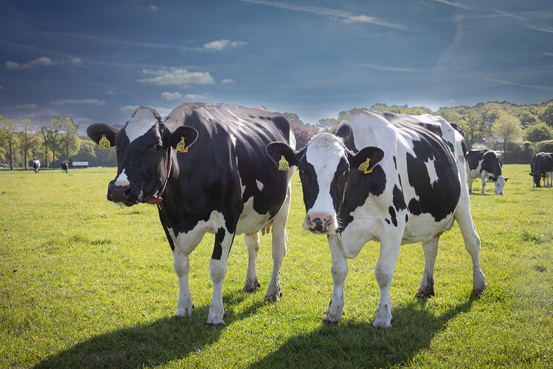 FrieslandCampina verhoogt premie Foqus planet naar maximaal € 3,50 per ...