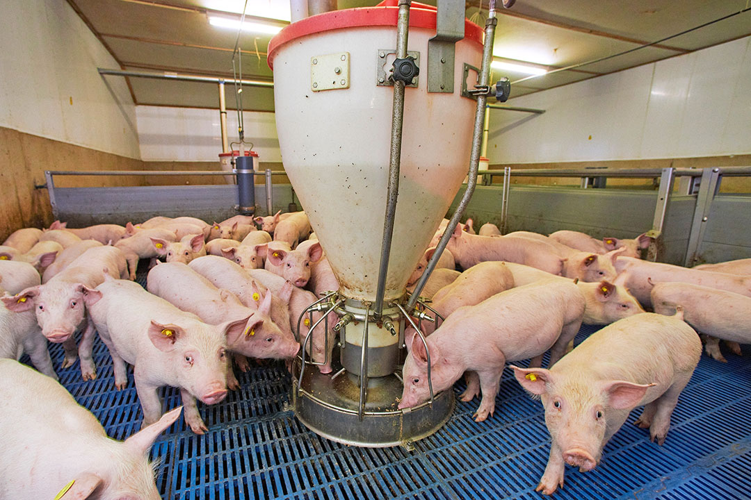 Meer biggen voor de hoogste prijs - Boerderij