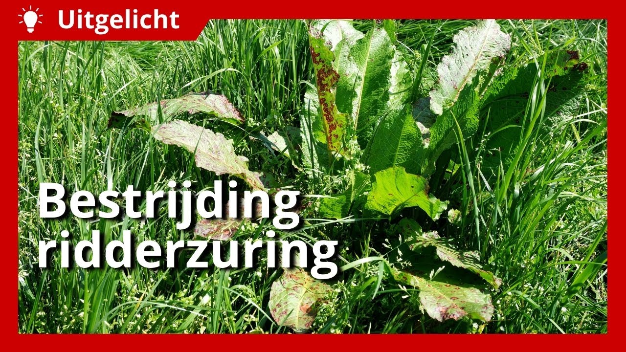 Uitgelicht | Ridderzuring bestrijden in grasland: hoe doe je dat ...