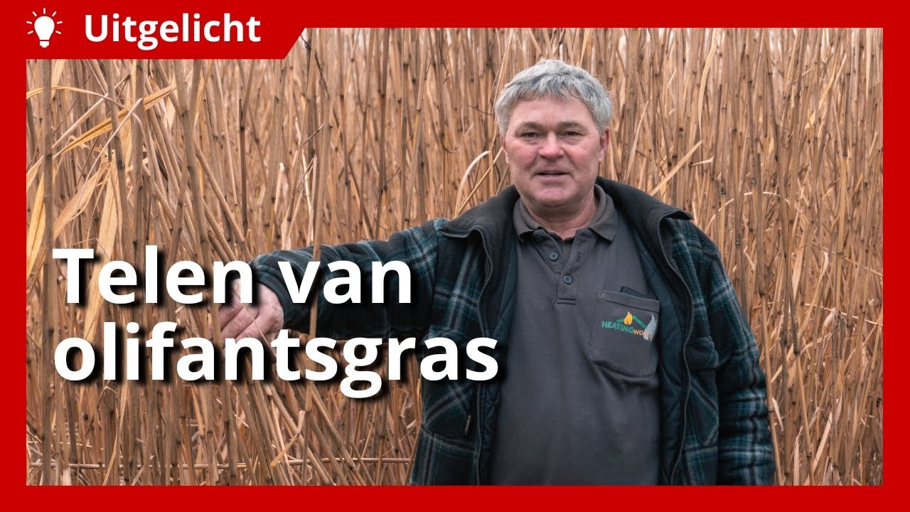 Uitgelicht | Hoe interessant is het telen van olifantsgras? - Boerderij