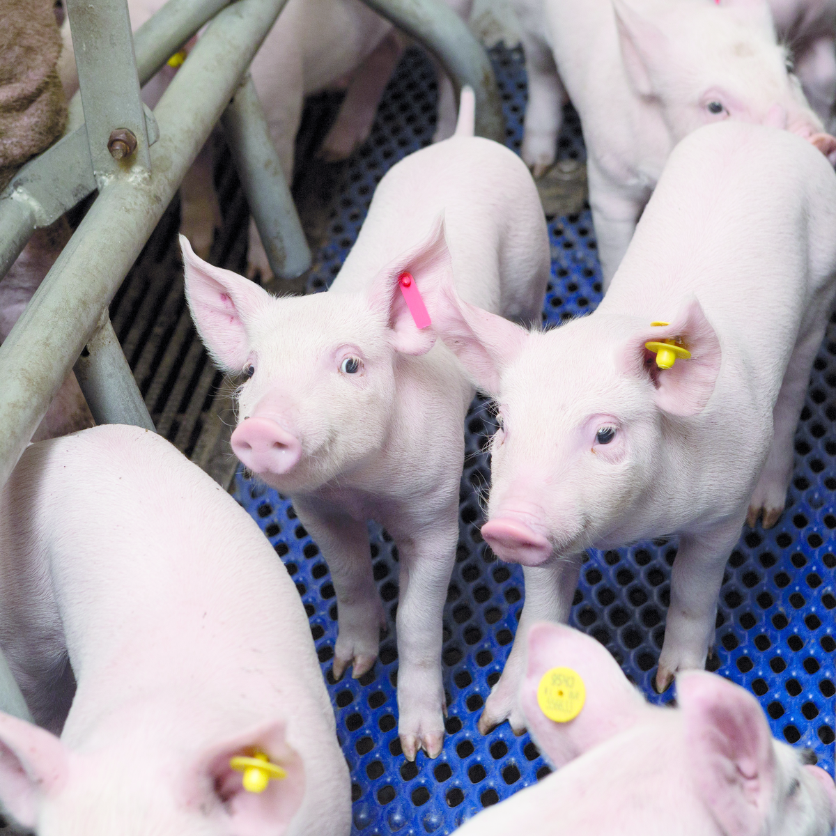 Biggenprijs BPP vastgesteld op €31 - Boerderij