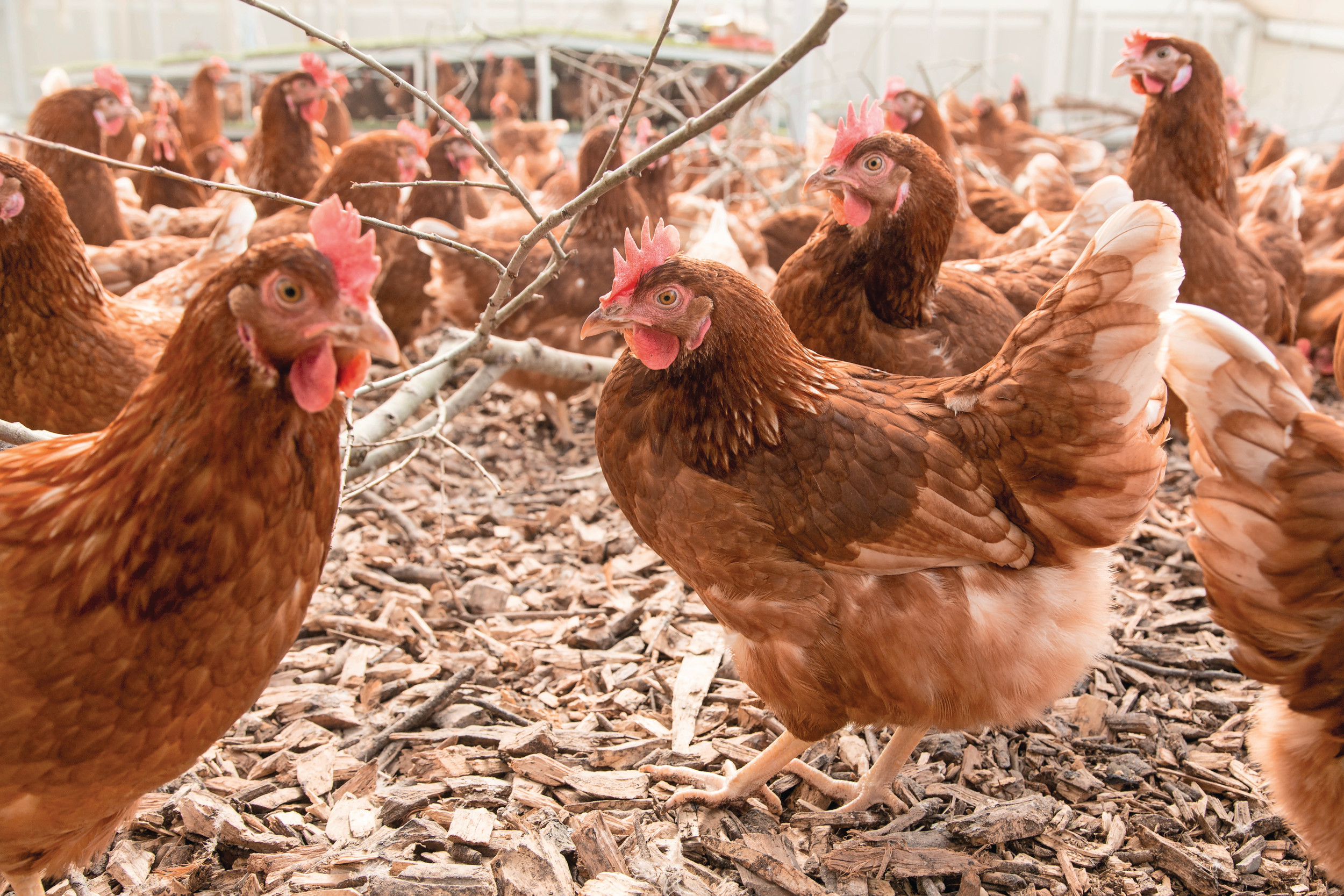 Voeding stuurt darmgezondheid van kippen - Boerderij