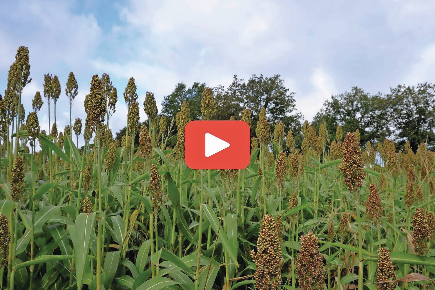 Uitgelicht | Sorghum telen als rustgewas na mais - Boerderij