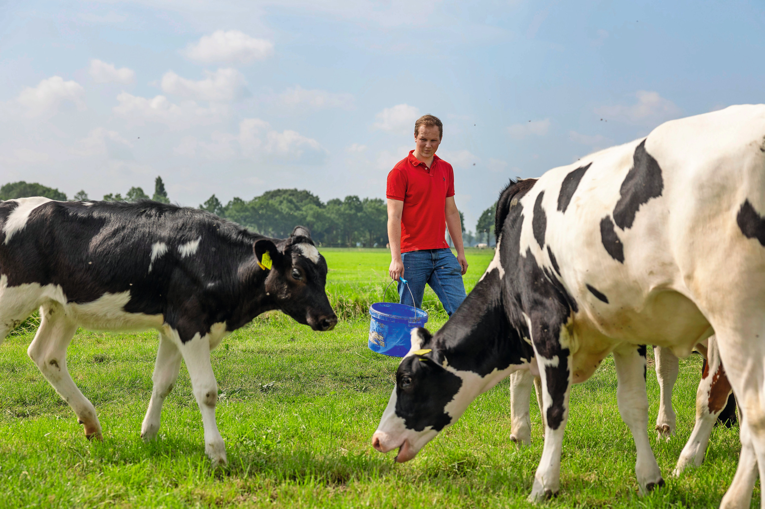 Opvolger Dirk van Loon: ‘Onze koeien worden ruim negen jaar. Dat is oud ...