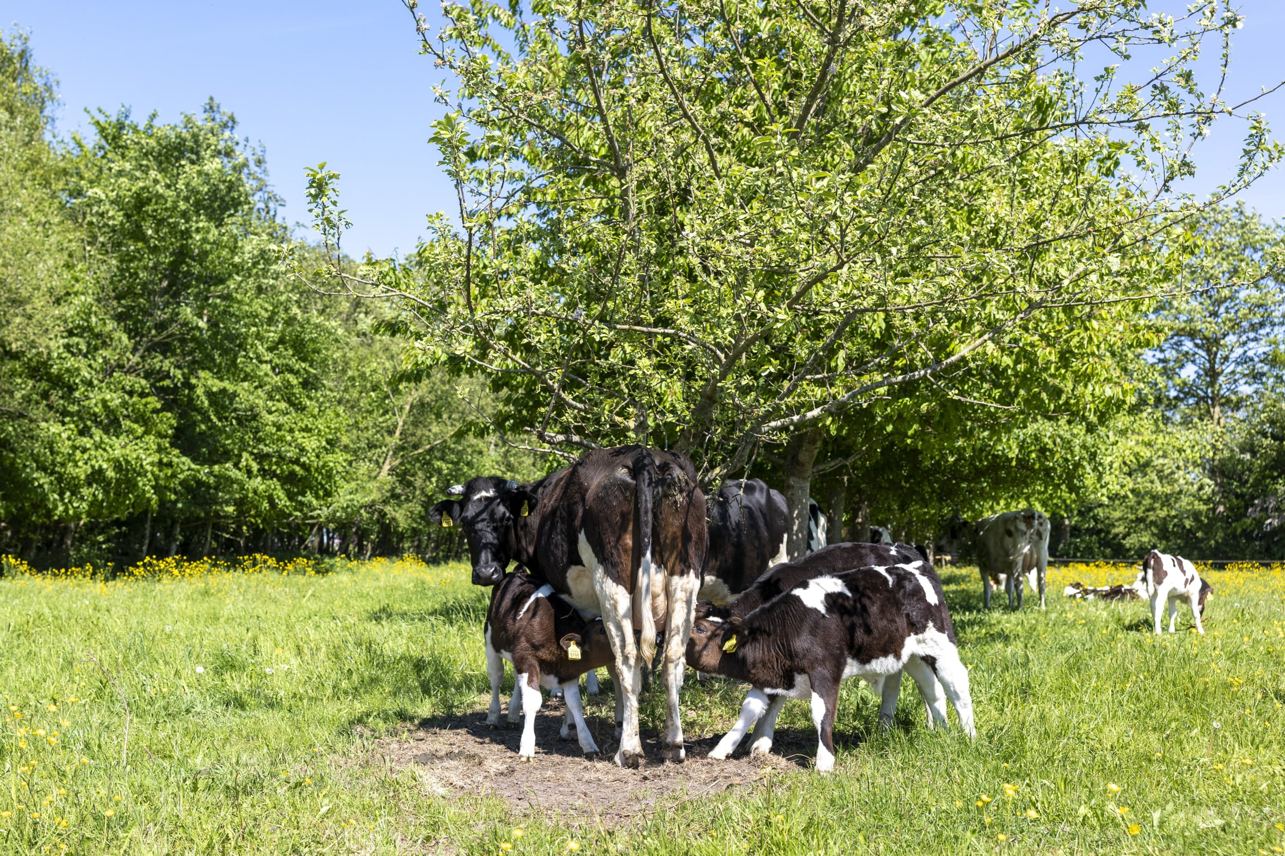 ‘De smoezelige spiegel van Wakker Dier’ - Boerderij