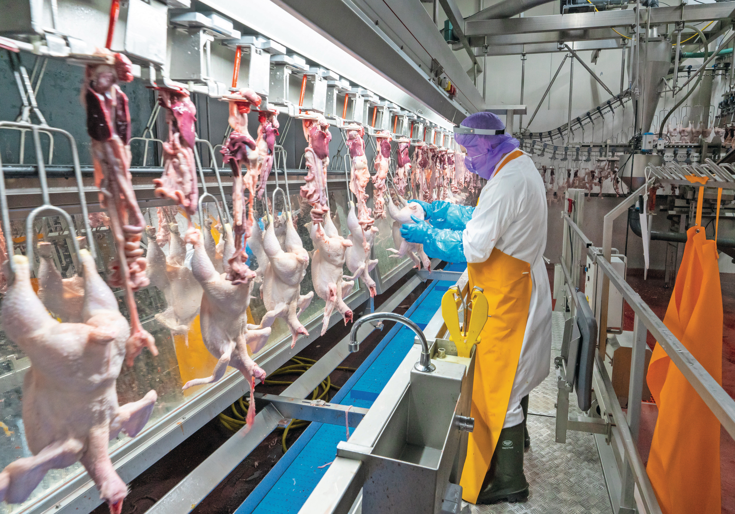 Minder letsel bij slachtkippen - Boerderij