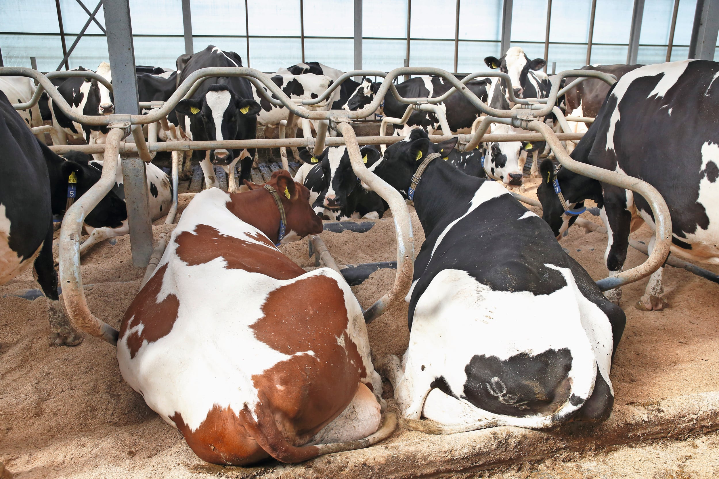‘Gezondheid is kernwaarde in fokkerij’ - Boerderij