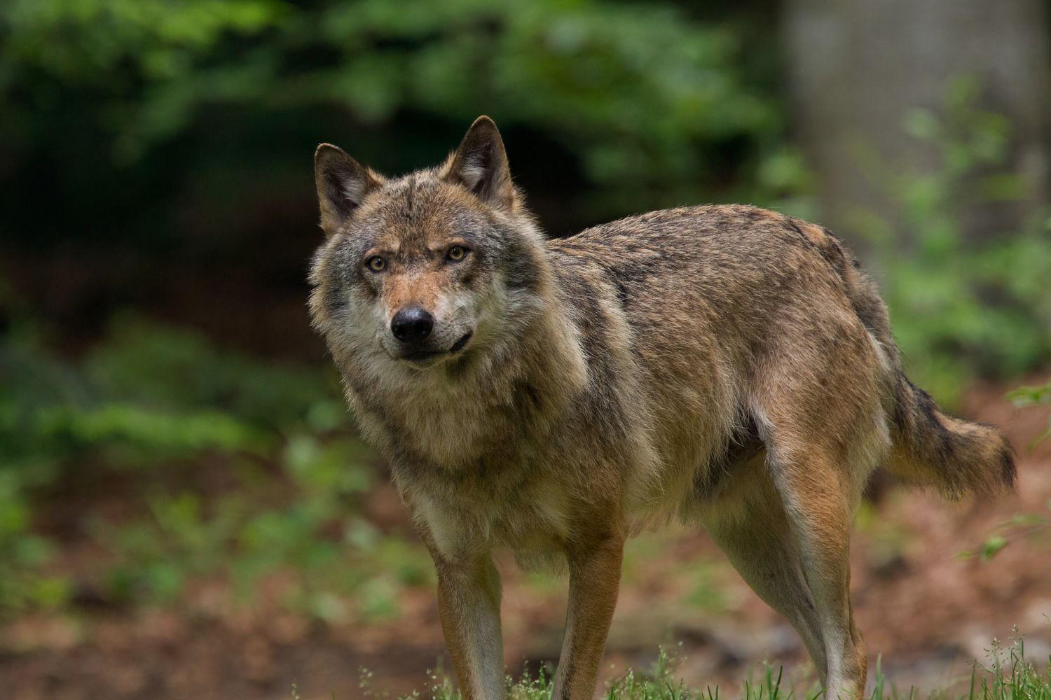 Utrecht mag wolf afschieten na bijtincident, hond gegrepen bij ...