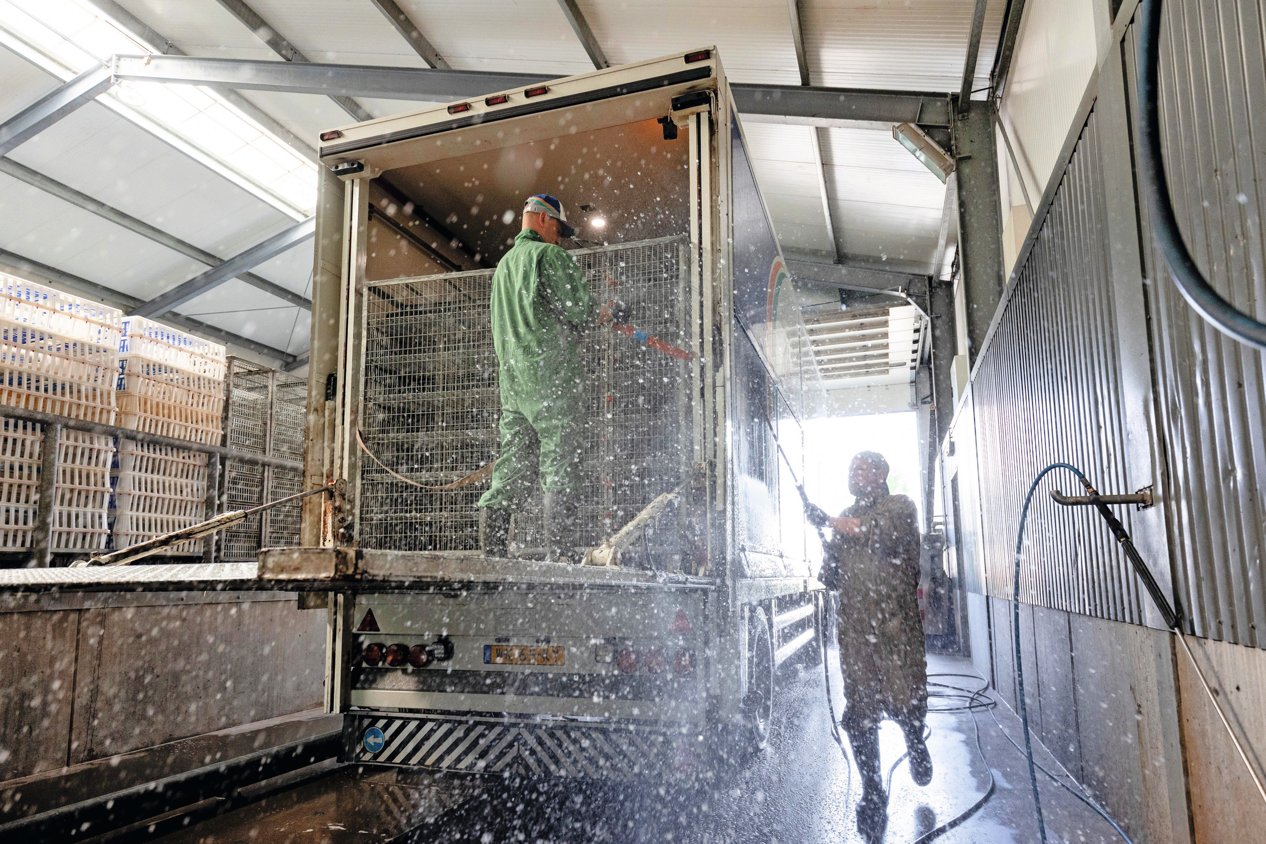 NVWA controleert extra op hygiëne bij transporten - Boerderij
