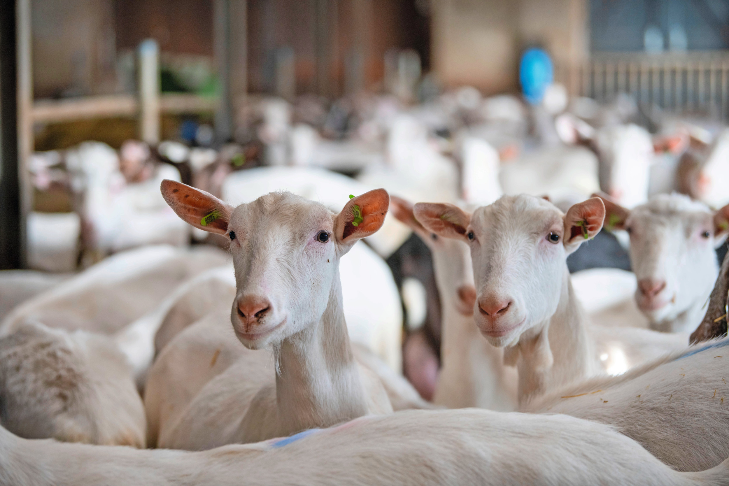 Geitensector krimpt licht, melkproductie neemt wel toe - Boerderij